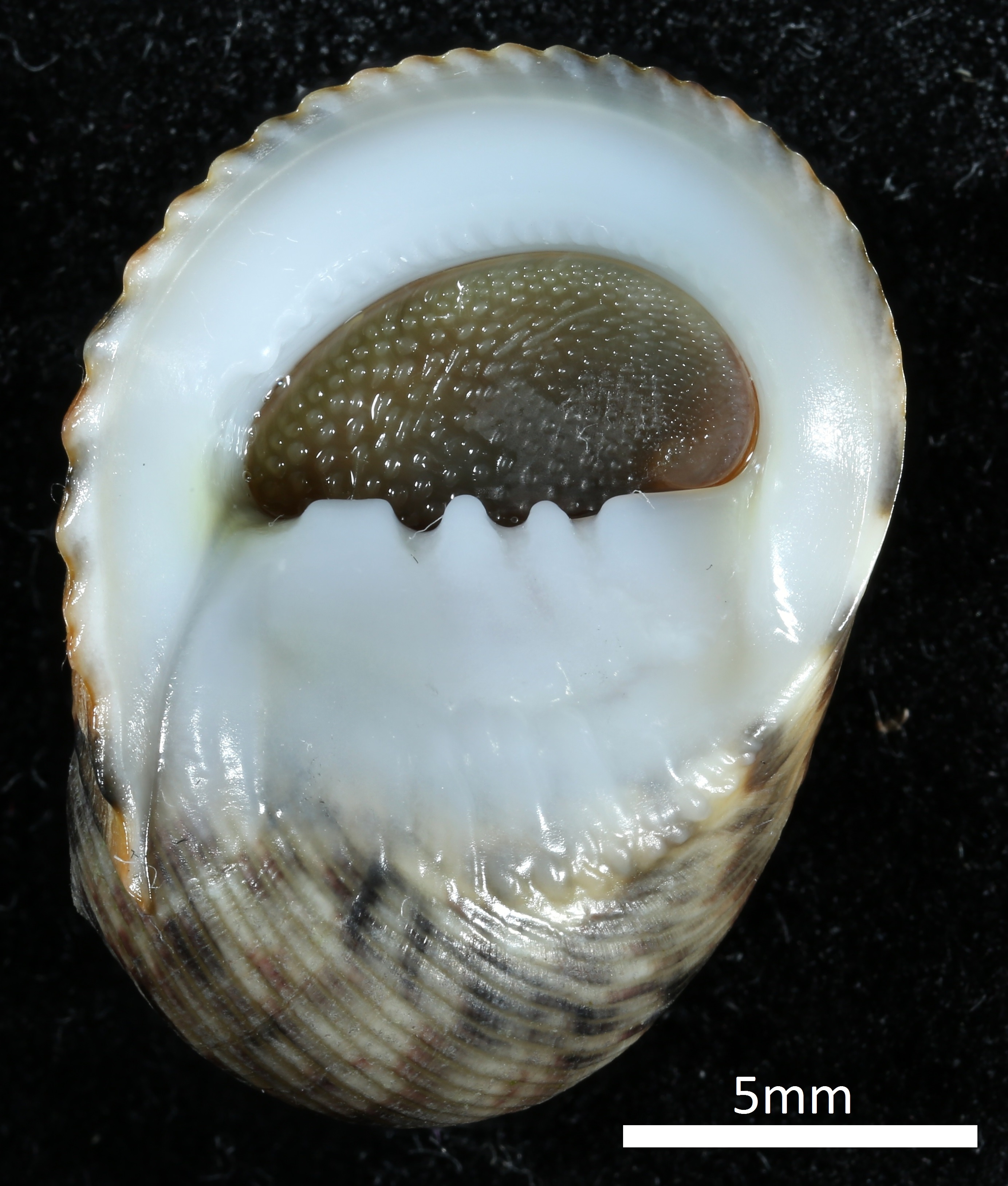 taxo4254 - Nerita undata